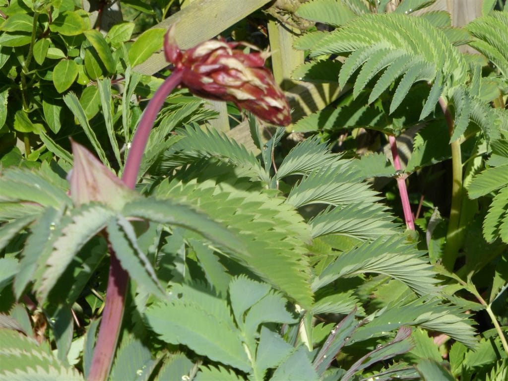Melianthus Major (Honey Bush) 5 litre pot - Enchanted Gardens Kent