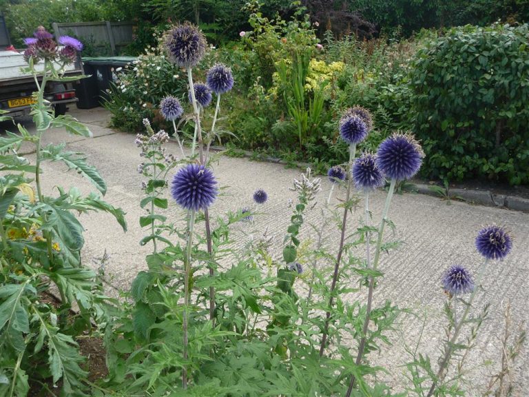 Echinops Ritro - Small Blue - 2 litre pot - Enchanted Gardens Kent