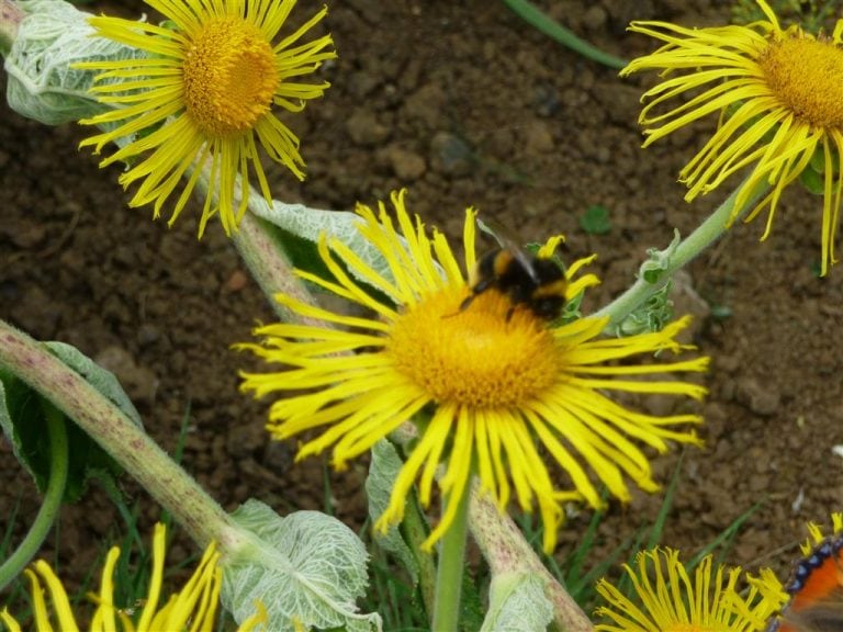 Telekia Speciosa - 3 litre Tall pot - This plant is HUGE! - Enchanted ...