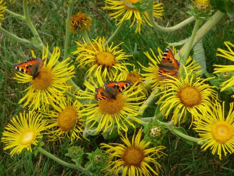 Telekia Speciosa - 3 litre Tall pot - This plant is HUGE! - Enchanted ...