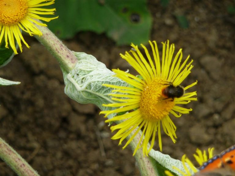 Telekia Speciosa - 3 litre Tall pot - This plant is HUGE! - Enchanted ...
