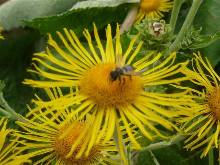 Telekia Speciosa - 3 litre Tall pot - This plant is HUGE! - Enchanted ...