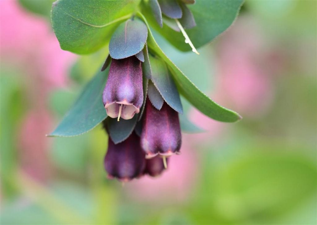 Cerinthe Major Purpurascens (Honeywort) 2 litres - Enchanted Gardens Kent