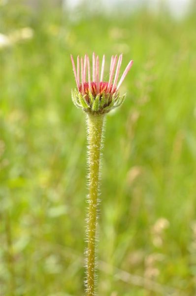 Echinacea - Pallida - Prairie cone flower - 2 litre pot - Enchanted ...