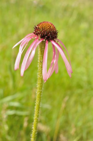 Echinacea - Pallida - Prairie cone flower - 2 litre pot - Enchanted ...