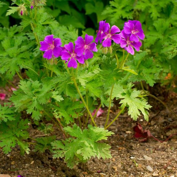 Geranium Macrorrhizm (Hardy) - Cranesbill (2 litre) - Enchanted Gardens ...