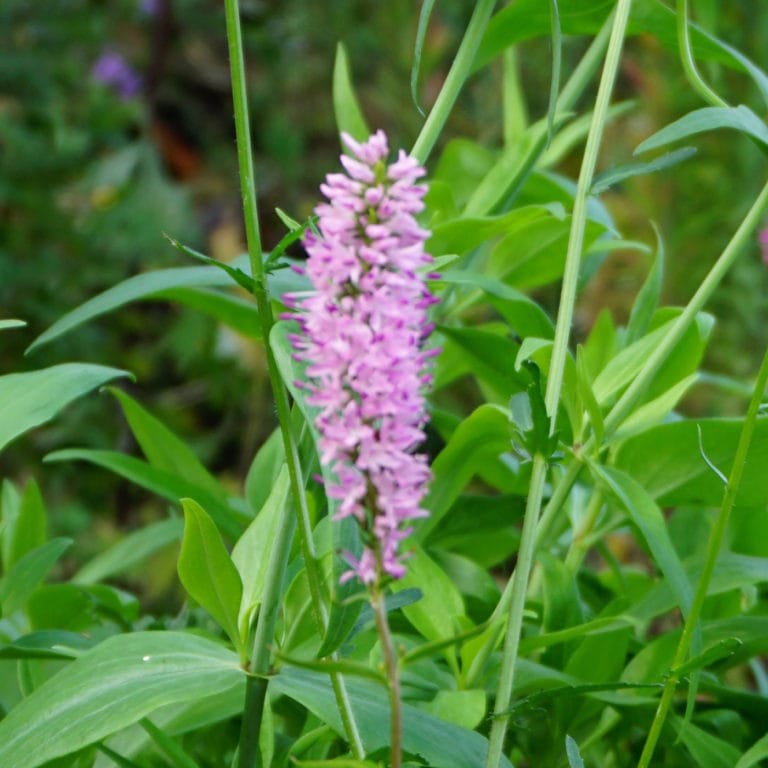 Veronica (Speedwell) Pink/Rose Tones 2 litres - Enchanted Gardens Kent