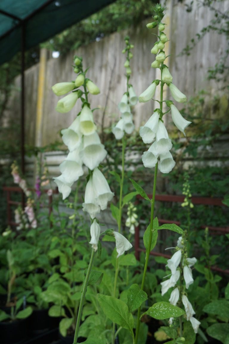 Digitalis - Alba (Foxglove) 2 litre pot - Enchanted Gardens Kent