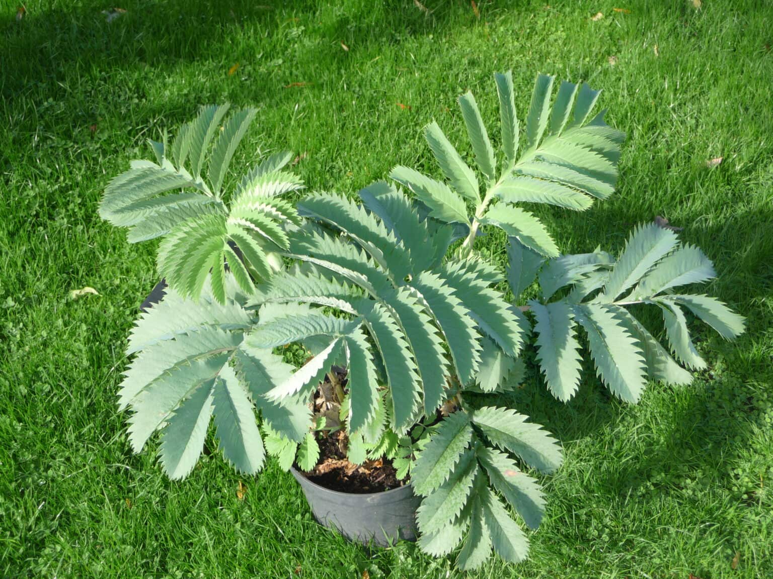 Melianthus Major (Honey Bush) 5 litre pot - Enchanted Gardens Kent