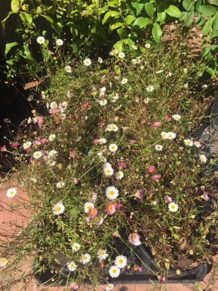Erigeron Karvinskianus (Mexican fleabane) Seeds - Enchanted Gardens Kent