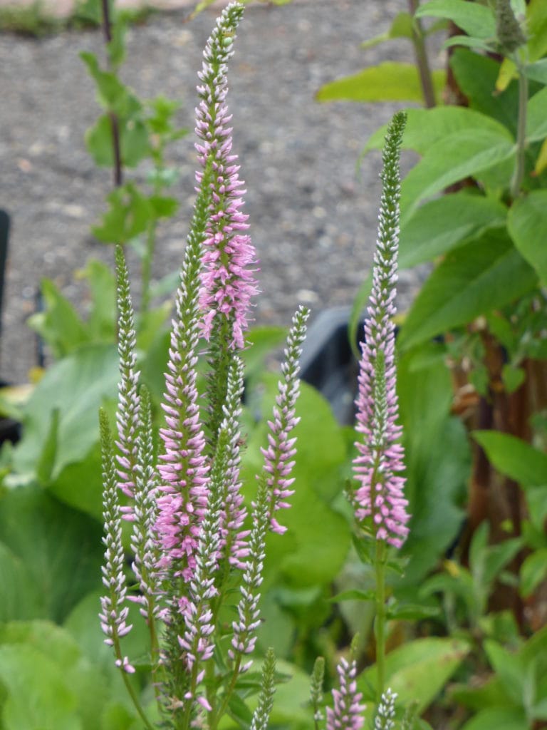 Veronica (Speedwell) Pink/Rose Tones 2 litre pot - Enchanted Gardens Kent