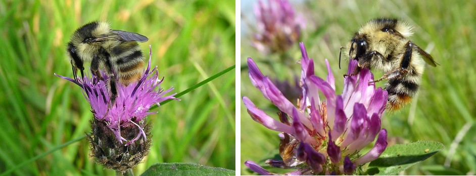Rarest Bee in Britain found at Enchanted Gardens - Enchanted Gardens Kent
