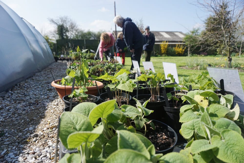 NGS - National Open Garden Scheme in Whitstable 2019 - Enchanted ...
