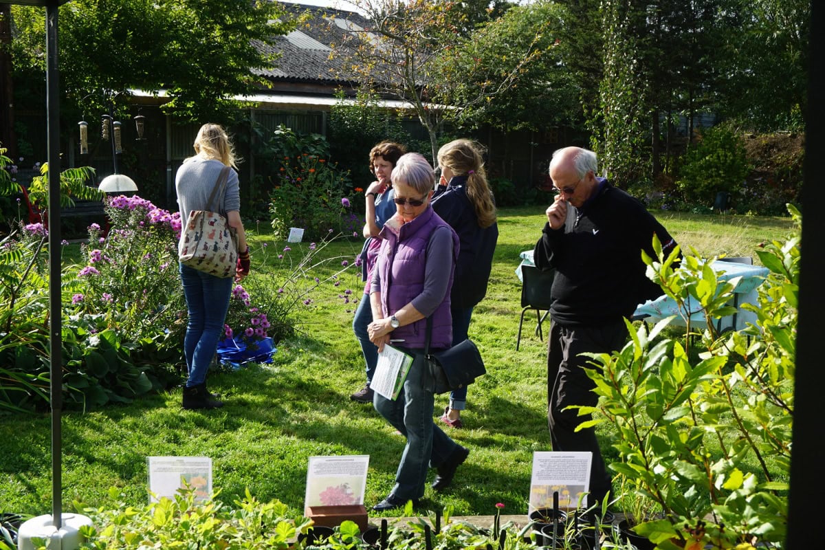 NGS - National Open Garden Scheme in Whitstable 2019 - Enchanted ...