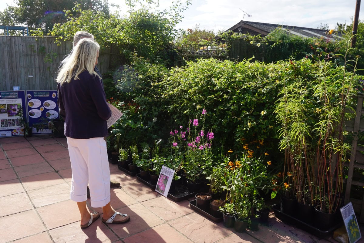 NGS - National Open Garden Scheme in Whitstable 2019 - Enchanted ...