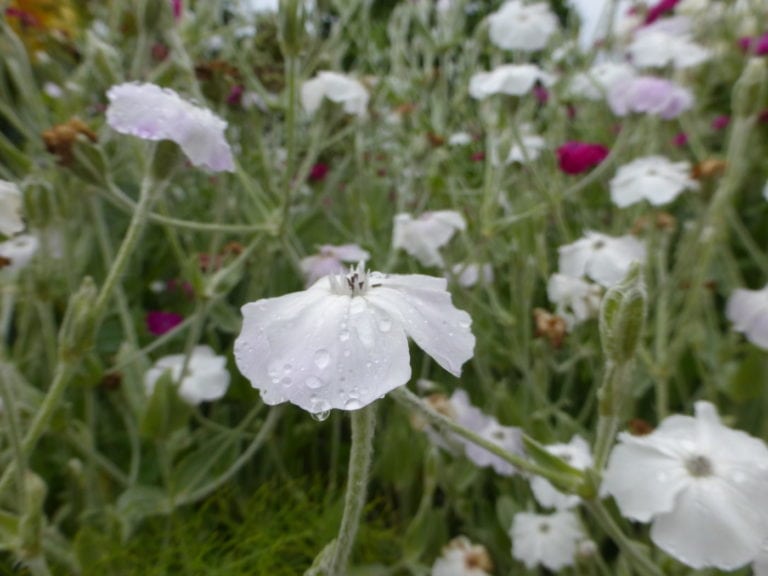Lychnis Coronaria White Seeds - Enchanted Gardens Kent