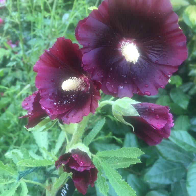Hollyhock (Alcea) Fig Leaf - 2 litre pot - Enchanted Gardens Kent