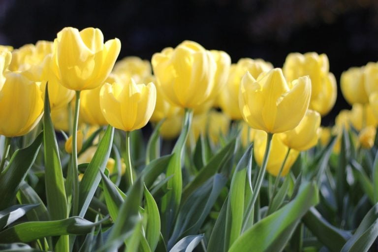 Tulips Muscadet (Yellow) in bag of 25 bulbs. - Enchanted Gardens Kent