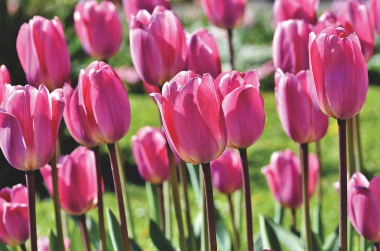 Tulips Caravalle (Bright Pink) in bag of 25 bulbs. - Enchanted Gardens Kent