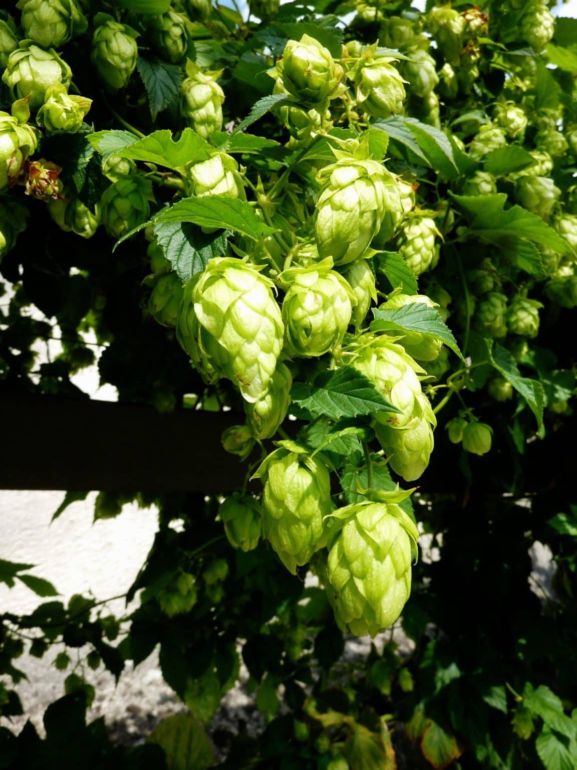 Humulus Lupulus Aureus - Golden Hop - female - grown to a frame ...