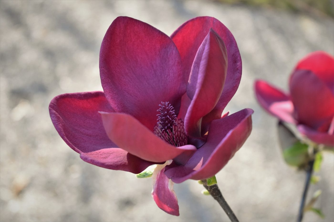Magnolia Liliiflora nigra 10 Litres Enchanted Gardens Kent