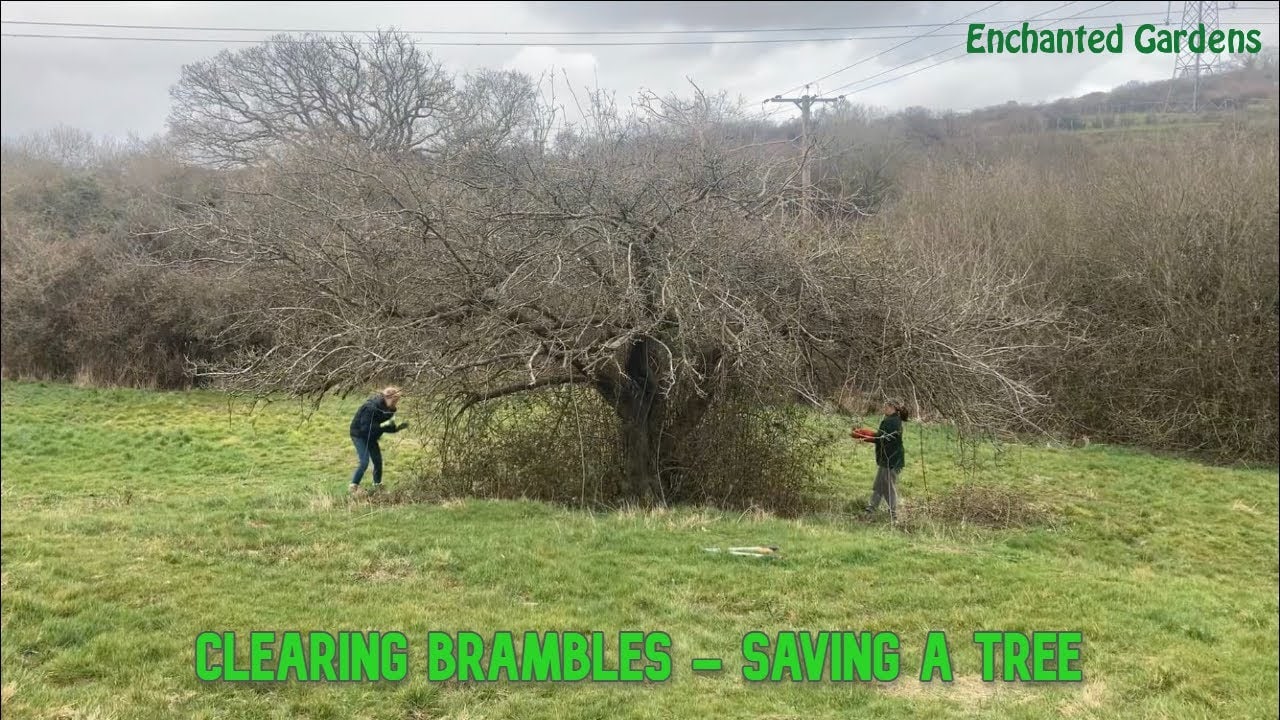 Clearing Brambles - Saving a Tree - Enchanted Gardens Kent
