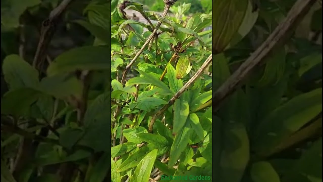 Enchanted Gardens Update - Plants and More! - Enchanted Gardens Kent